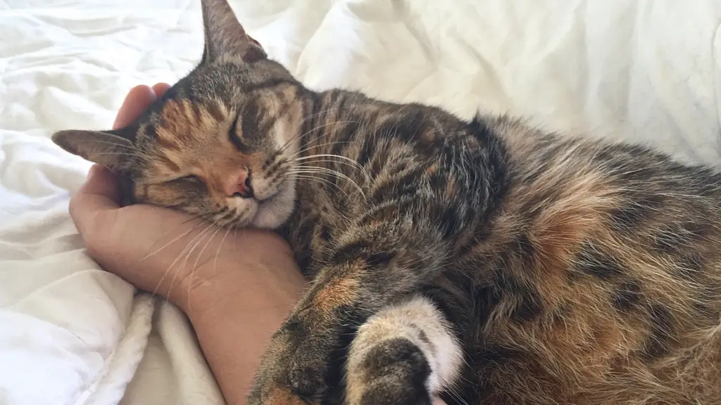 10+ TIPS ON HOW TO LEAVE A CAT WITH A CAT SITTER PURRFECTLY! - DorkyCats