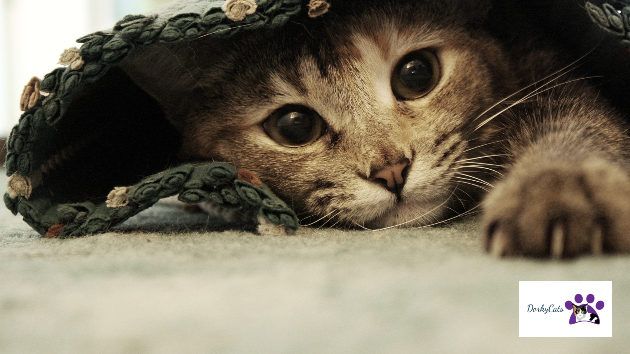 10+ TIPS ON HOW TO LEAVE A CAT WITH A CAT SITTER PURRFECTLY! - DorkyCats